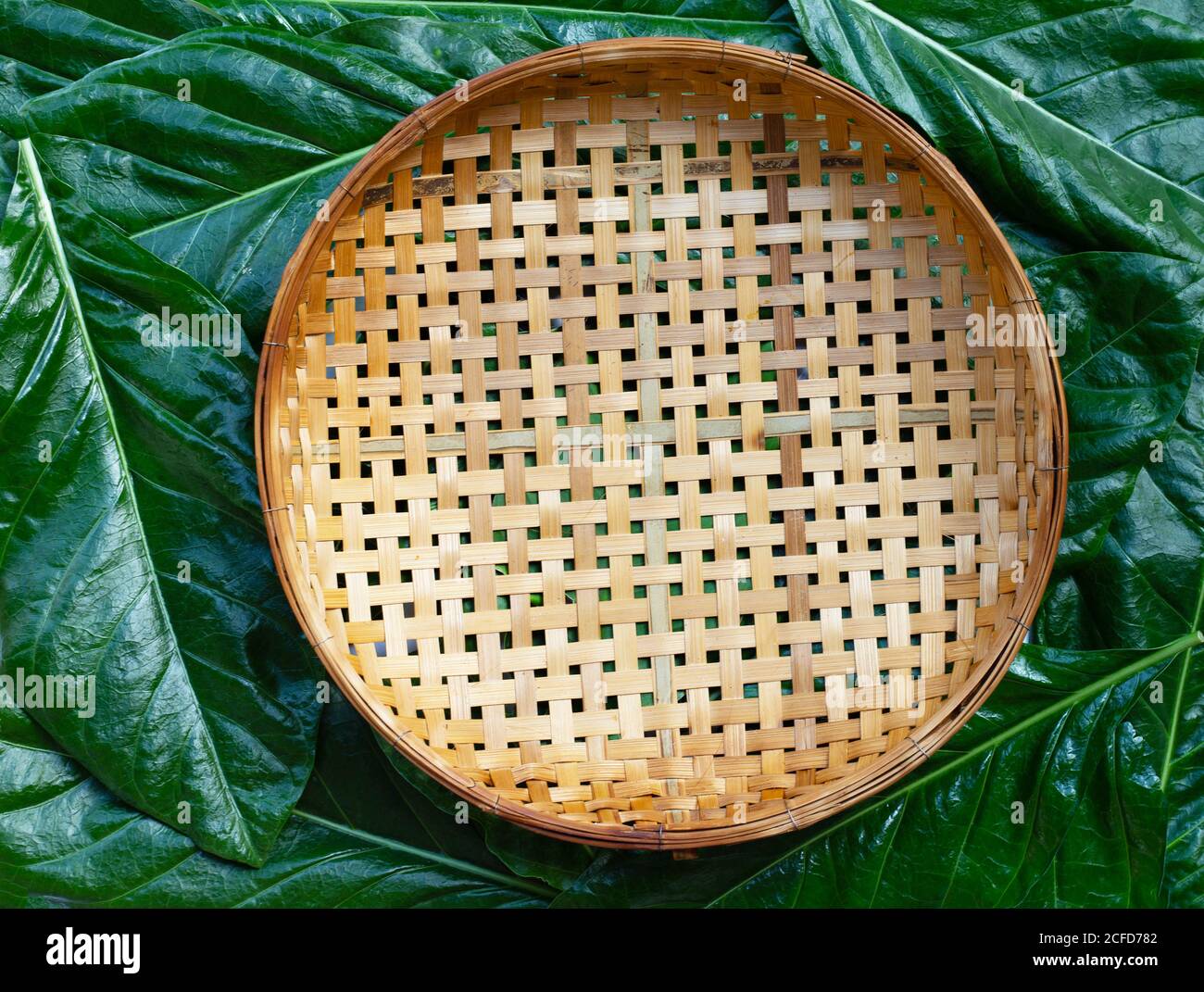 Empty wooden bamboo threshing basket on Noni or Morinda Citrifolia ...