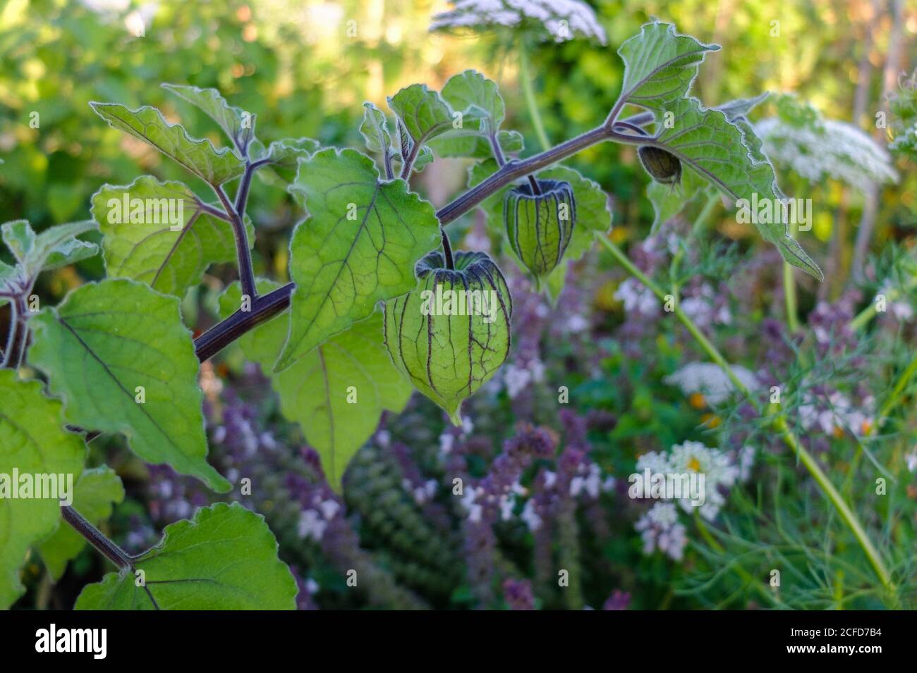 Physalis peruviana plant hi-res stock photography and images - Alamy
