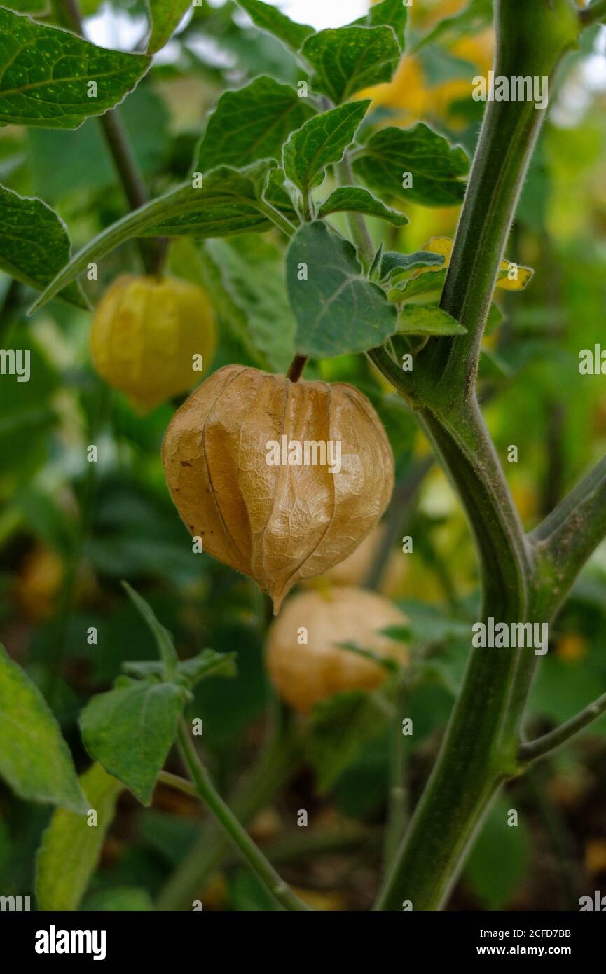 Andean berries (Physalis peruviana), when the lanterns are light brown ...