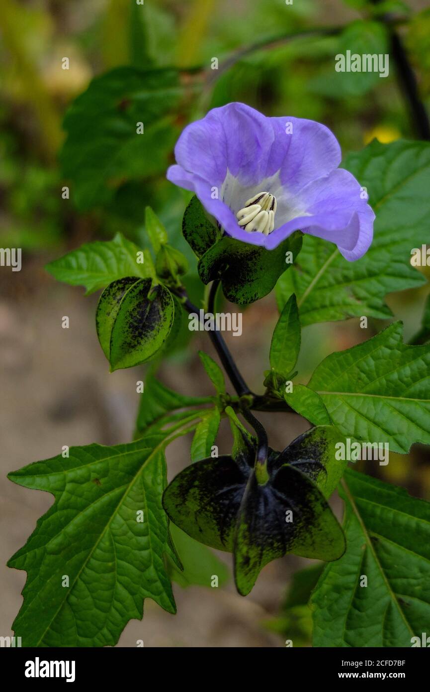 Poison berry nicandra physalodes with flower and fruits hi-res stock ...