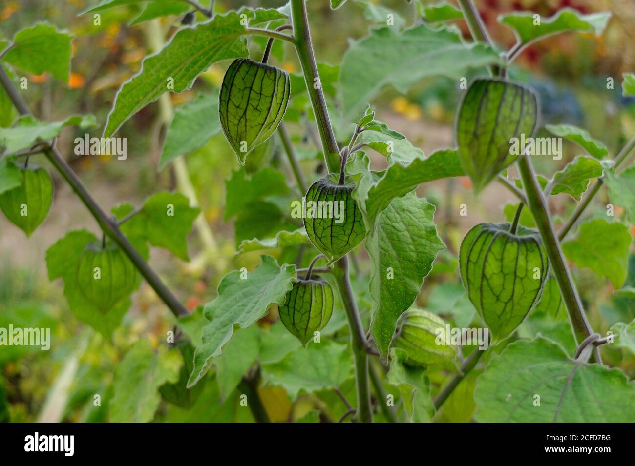 Physalis peruviana, 'Peruvian Andean Berry' in the garden Stock Photo ...