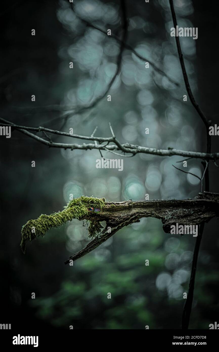 CGI, monster in the forest Stock Photo - Alamy