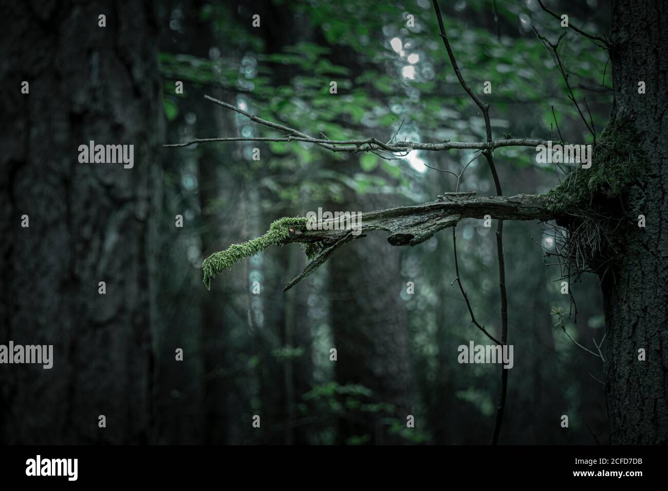CGI, monster in the forest Stock Photo - Alamy