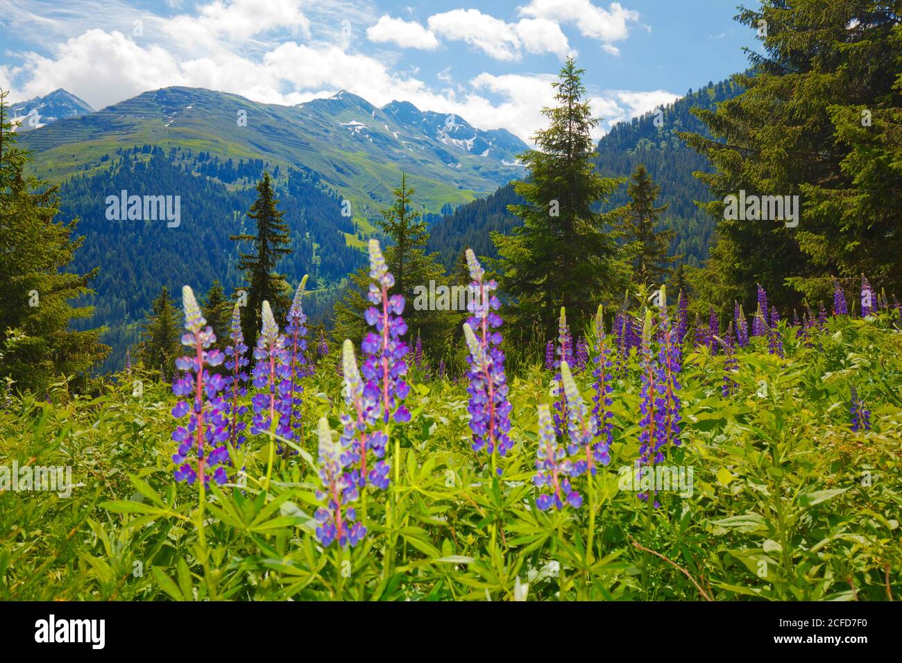 Multi leaf hi-res stock photography and images - Alamy