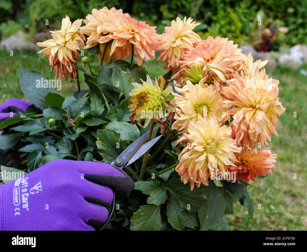Remove faded flowers from a dahlia, garden practice Stock Photo - Alamy