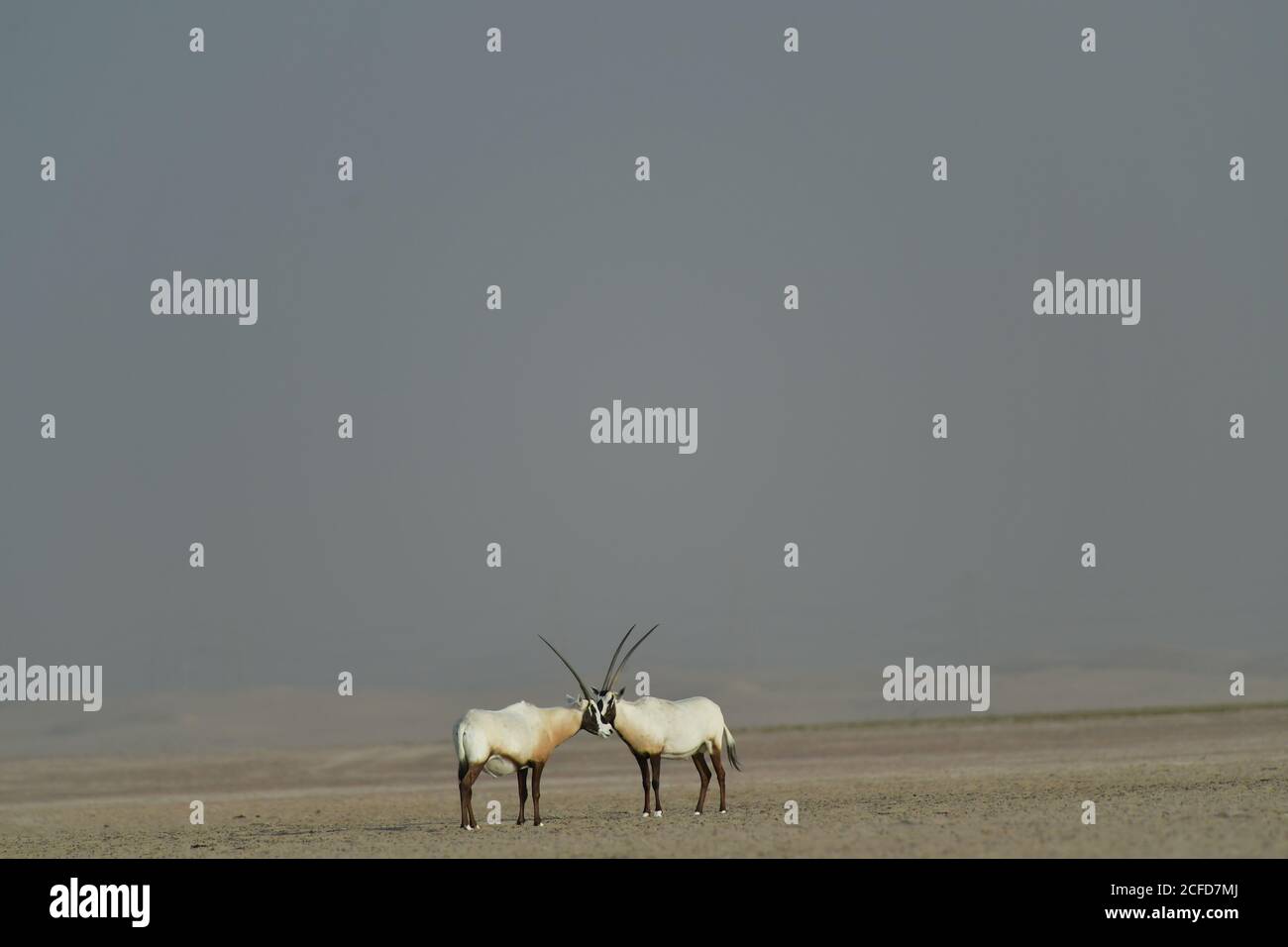 Arabian Oryx (Oryx leucoryx) in the Al Marmoom Desert Conservation ...