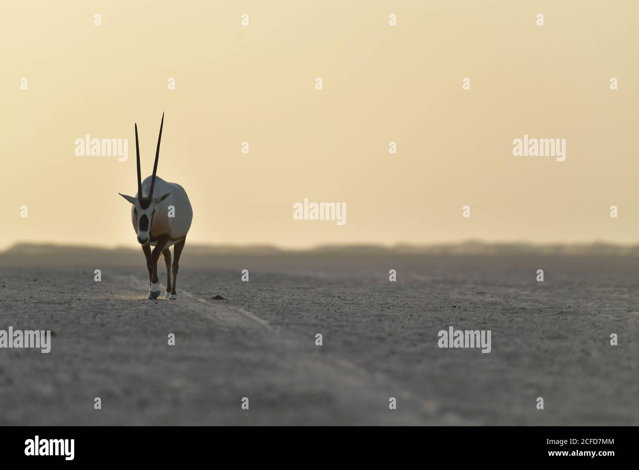Al marmoom conservation reserve hi-res stock photography and images - Alamy
