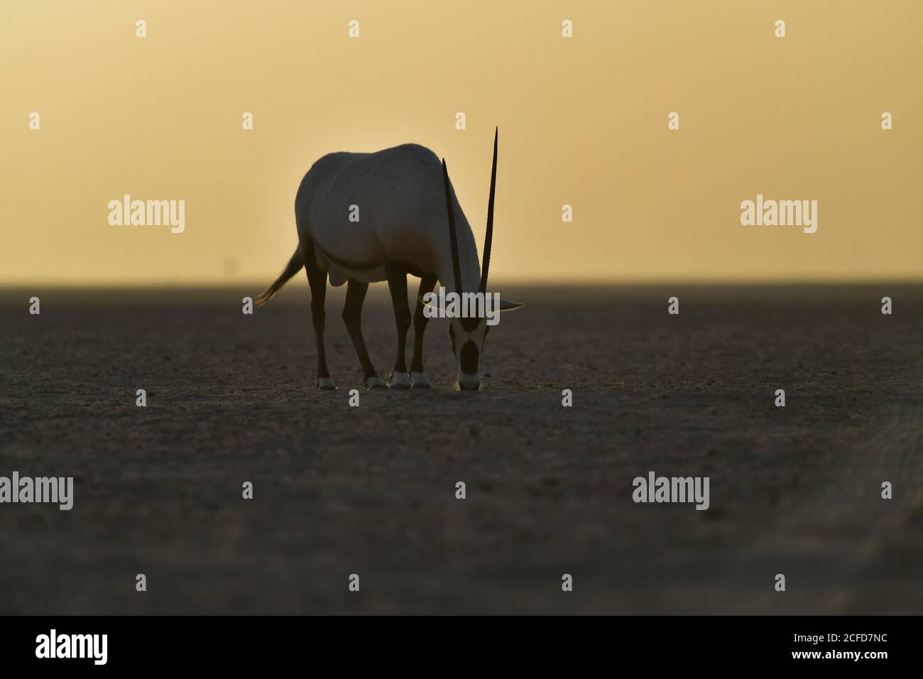 Al marmoom conservation reserve hi-res stock photography and images - Alamy