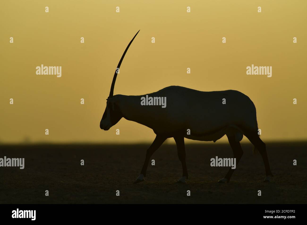 Al marmoom conservation reserve hi-res stock photography and images - Alamy