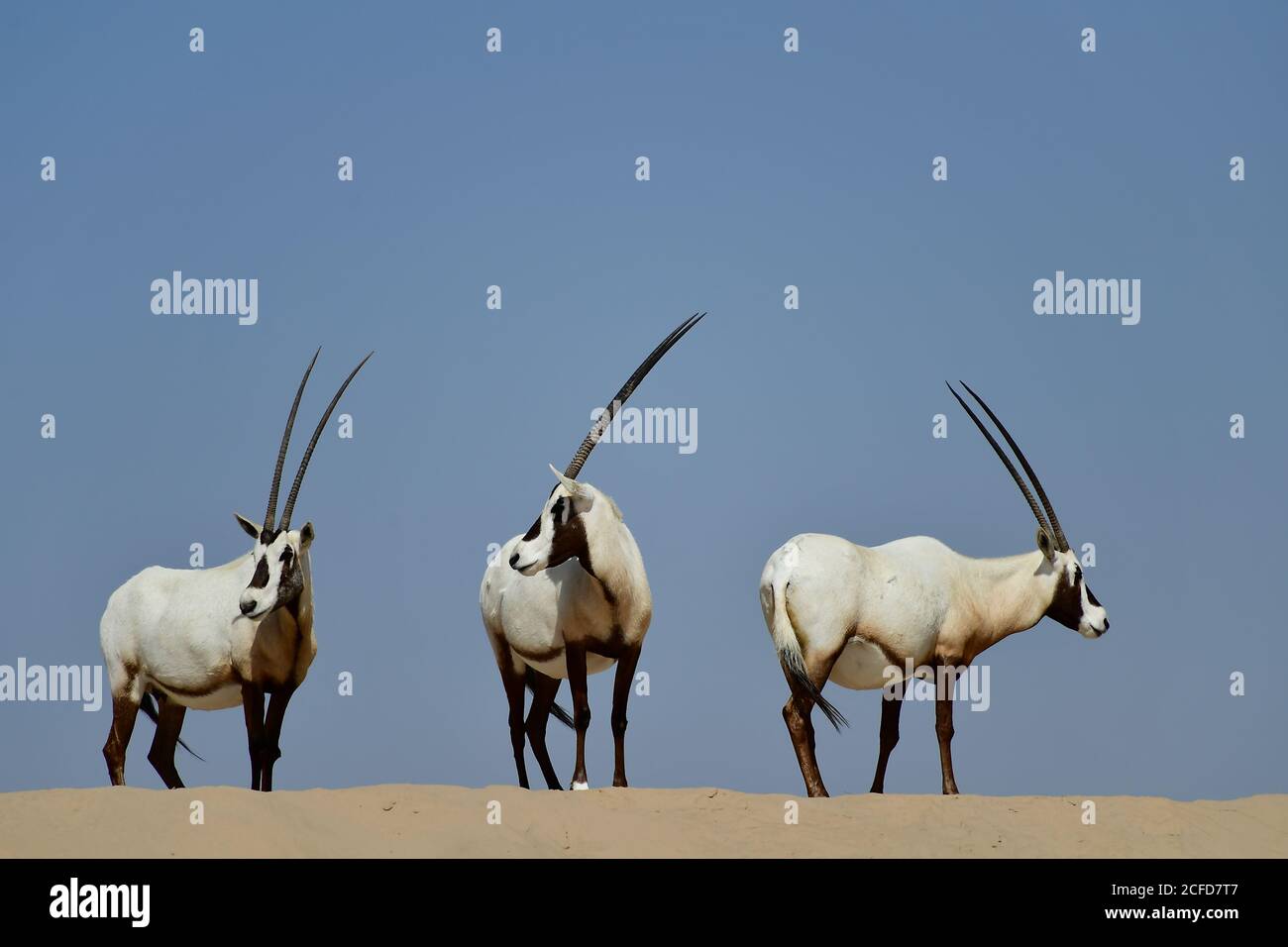 Arabian Oryx (Oryx leucoryx) surrounded by sunny blue skies in the Al ...