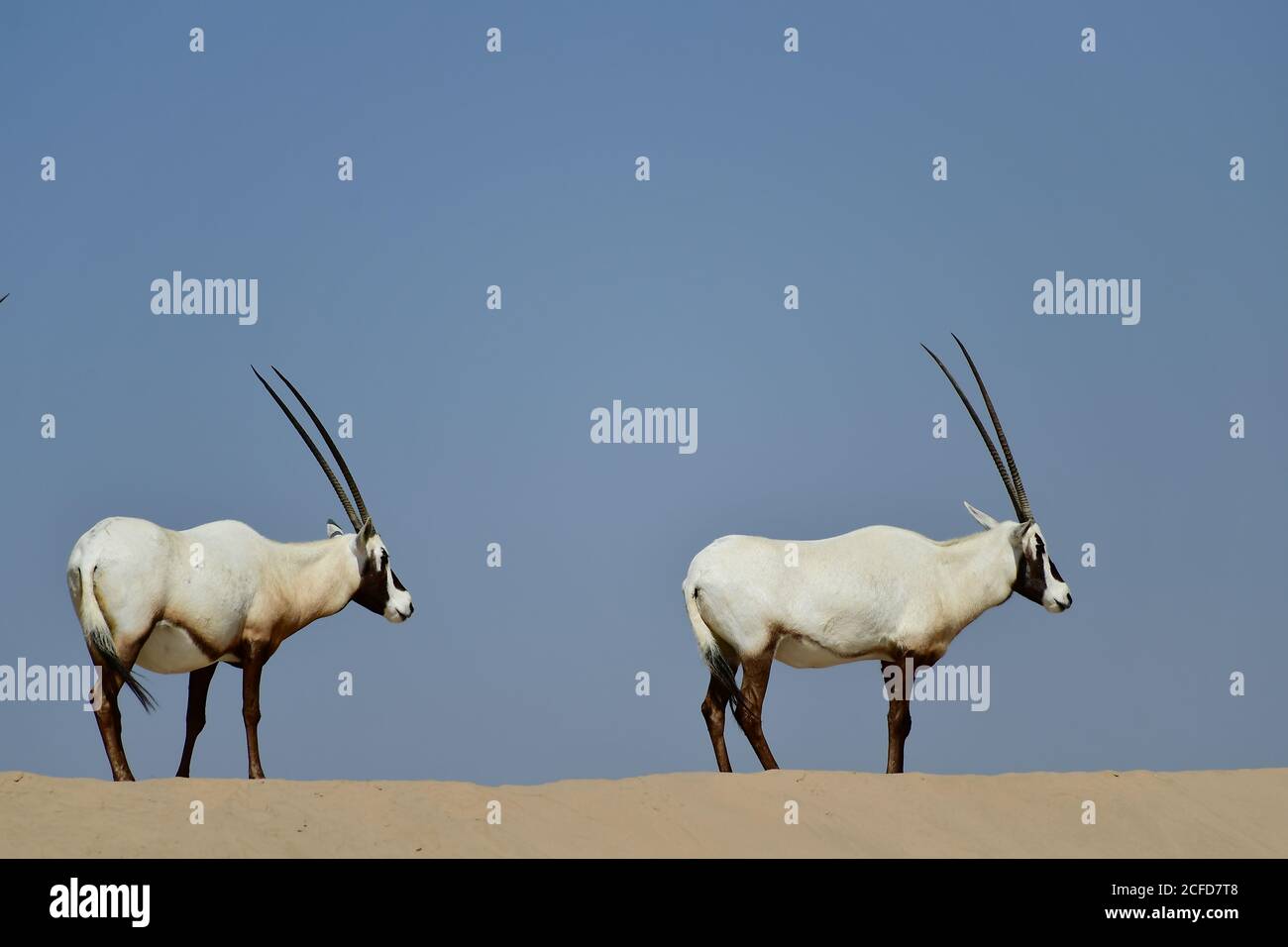 Arabian Oryx (Oryx leucoryx) surrounded by sunny blue skies in the Al ...