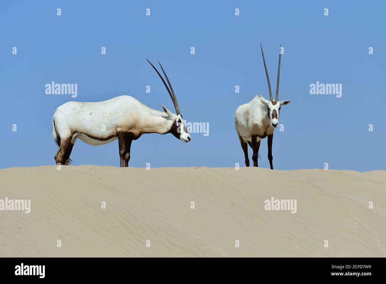 Arabian Oryx (Oryx leucoryx) surrounded by sunny blue skies in the Al ...