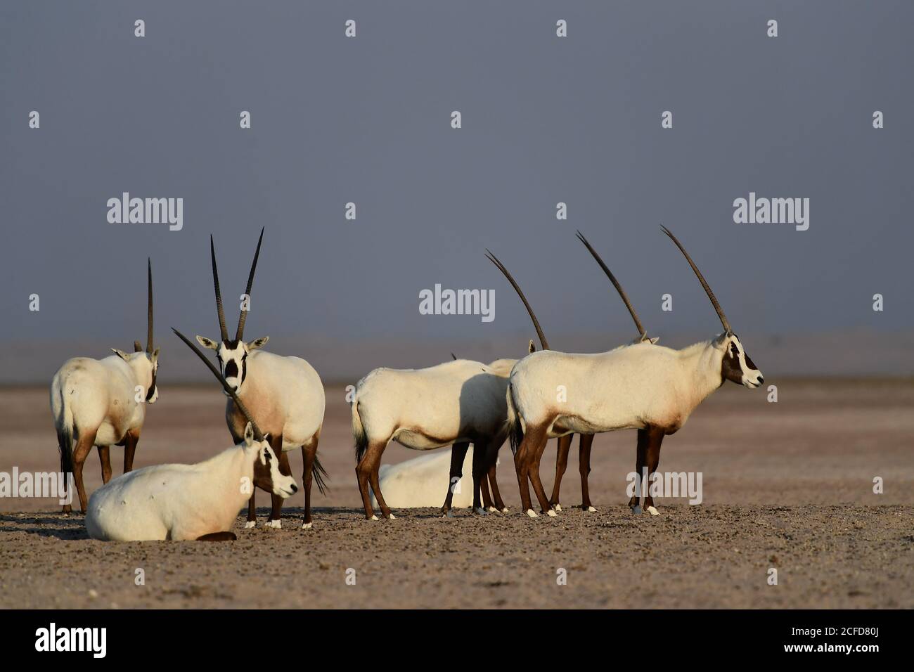 Arabian Oryx (Oryx leucoryx) in the Al Marmoom Desert Conservation ...