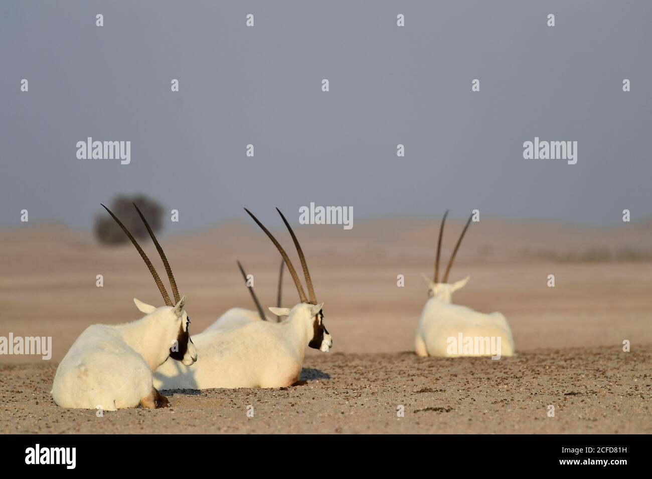 Arabian Oryx (Oryx leucoryx) in the Al Marmoom Desert Conservation ...
