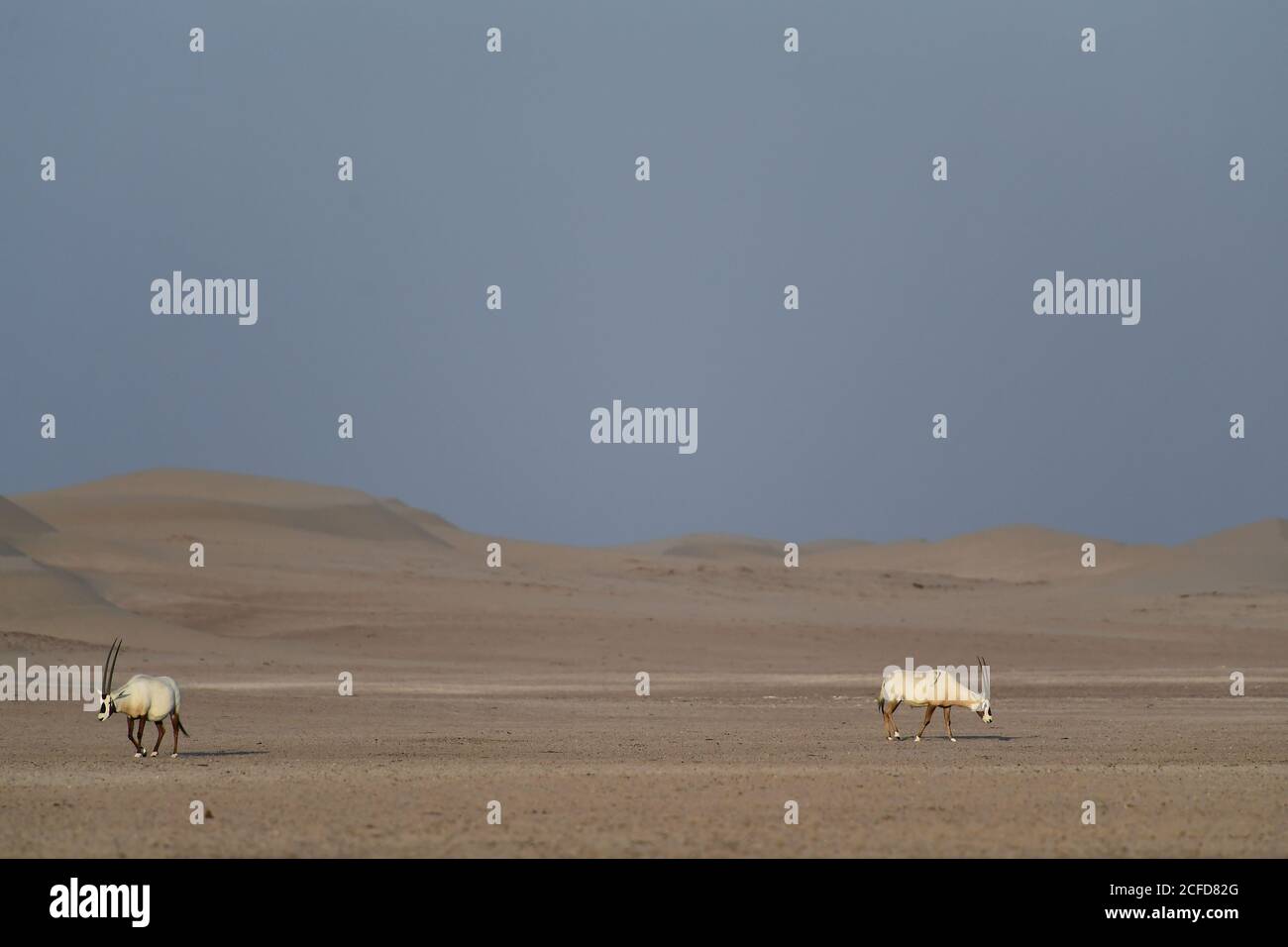 Arabian Oryx (Oryx leucoryx) in the Al Marmoom Desert Conservation ...