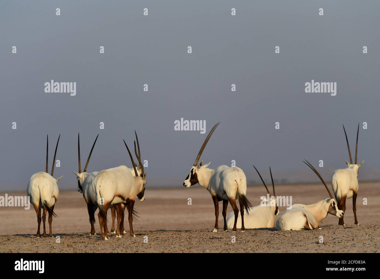 Arabian Oryx (Oryx leucoryx) in the Al Marmoom Desert Conservation ...