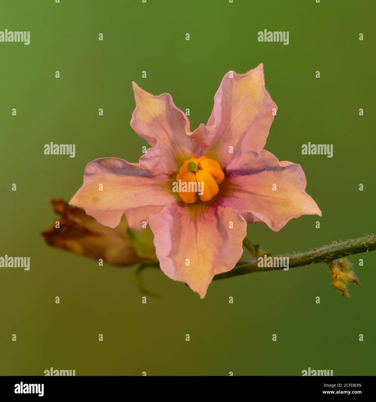 Potato (Solanum tuberosum), Pink Blossom, North Rhine-Westphalia ...