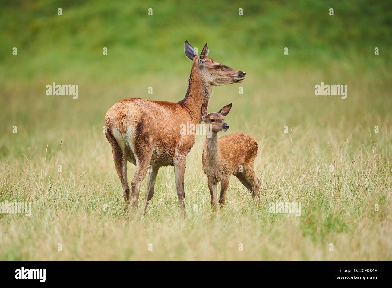 Red deer ( ), cow with fawn in a meadow, captive, Bavaria, Germany ...