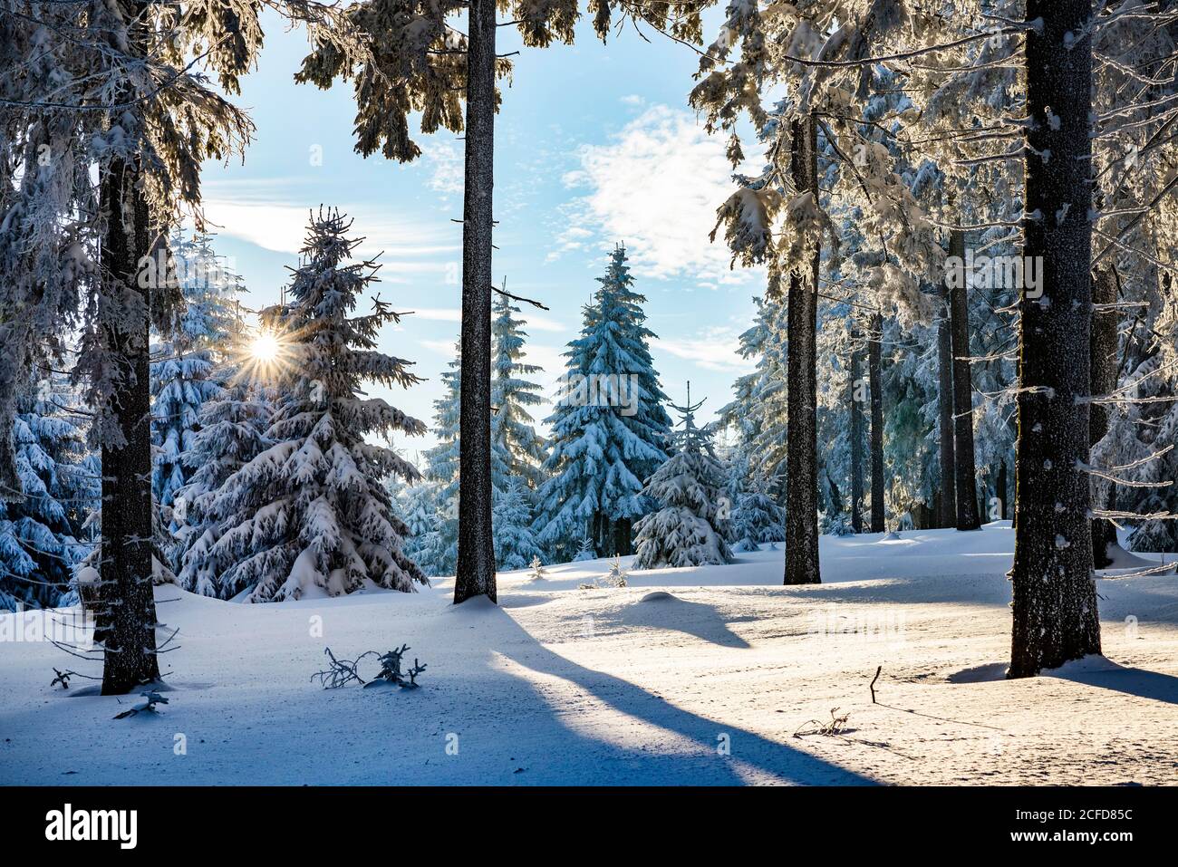 Spruce forest picea abies hi-res stock photography and images - Alamy