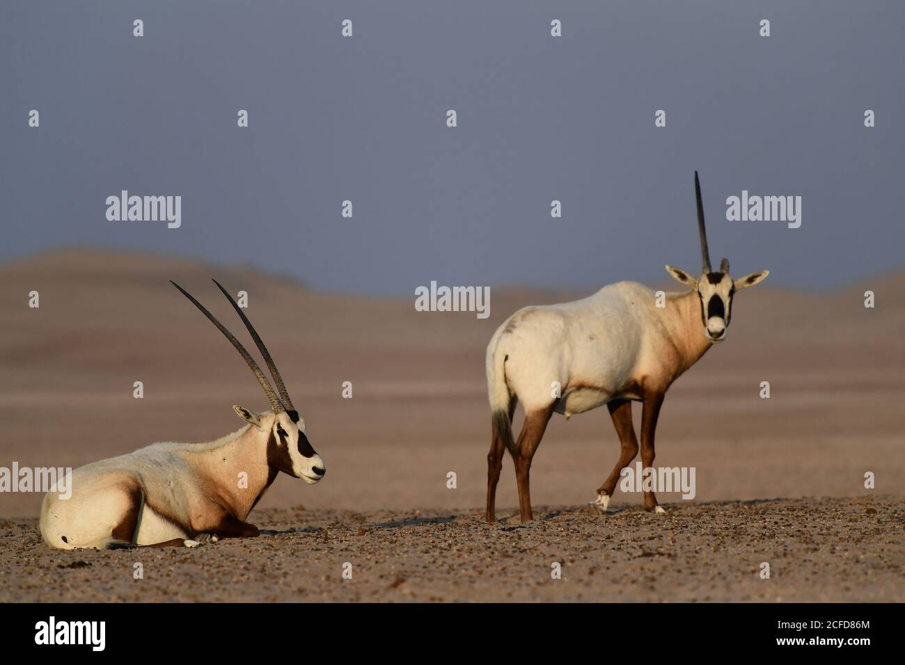 Arabian Oryx (Oryx leucoryx) in the Al Marmoom Desert Conservation ...