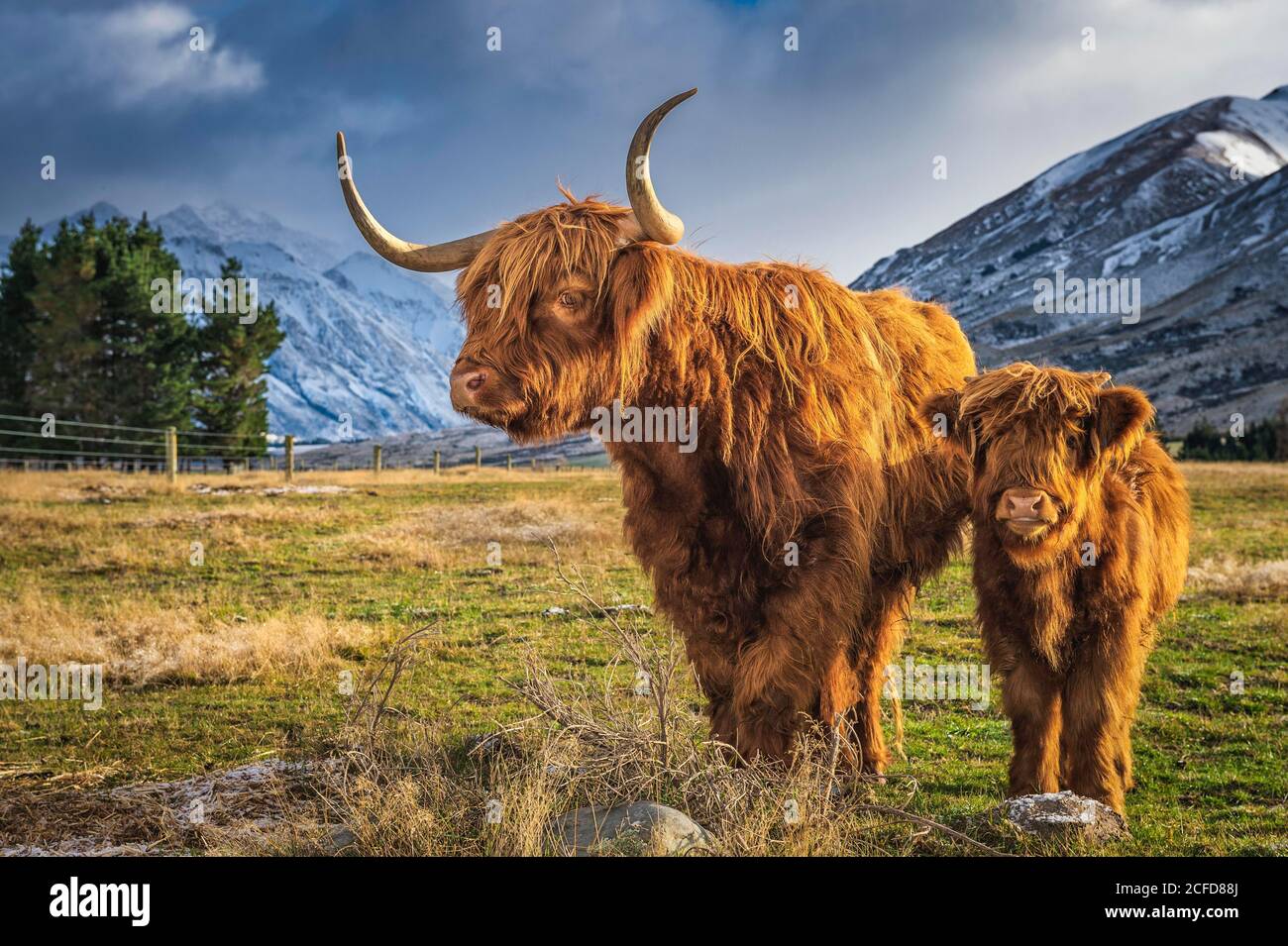 Scottish Highland Cattle, Kyloe, grazing, Ashburton Lakes, Ashburton ...
