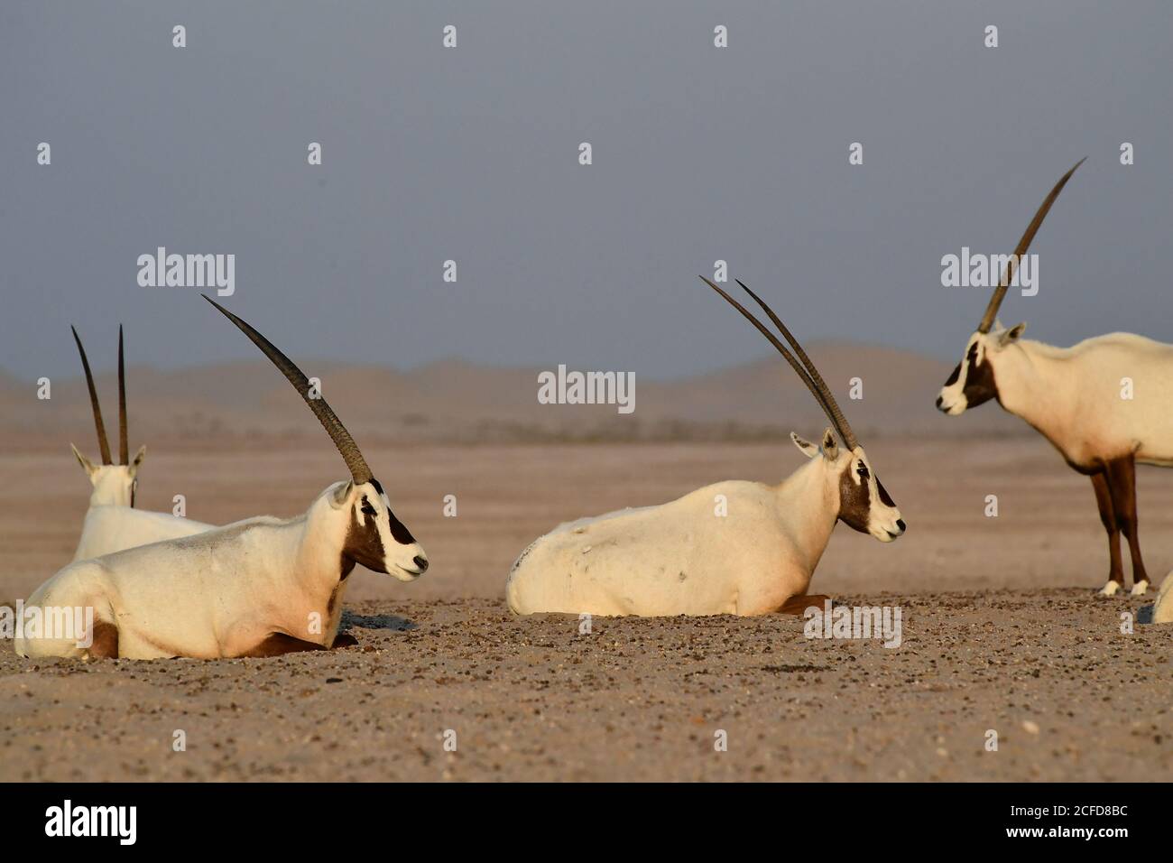 Arabian Oryx (Oryx leucoryx) in the Al Marmoom Desert Conservation ...
