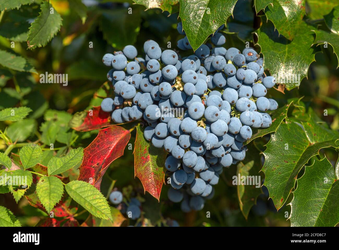 Berries of a mahonia (Mahonia aquifolium), Bavaria, Germany Stock Photo ...