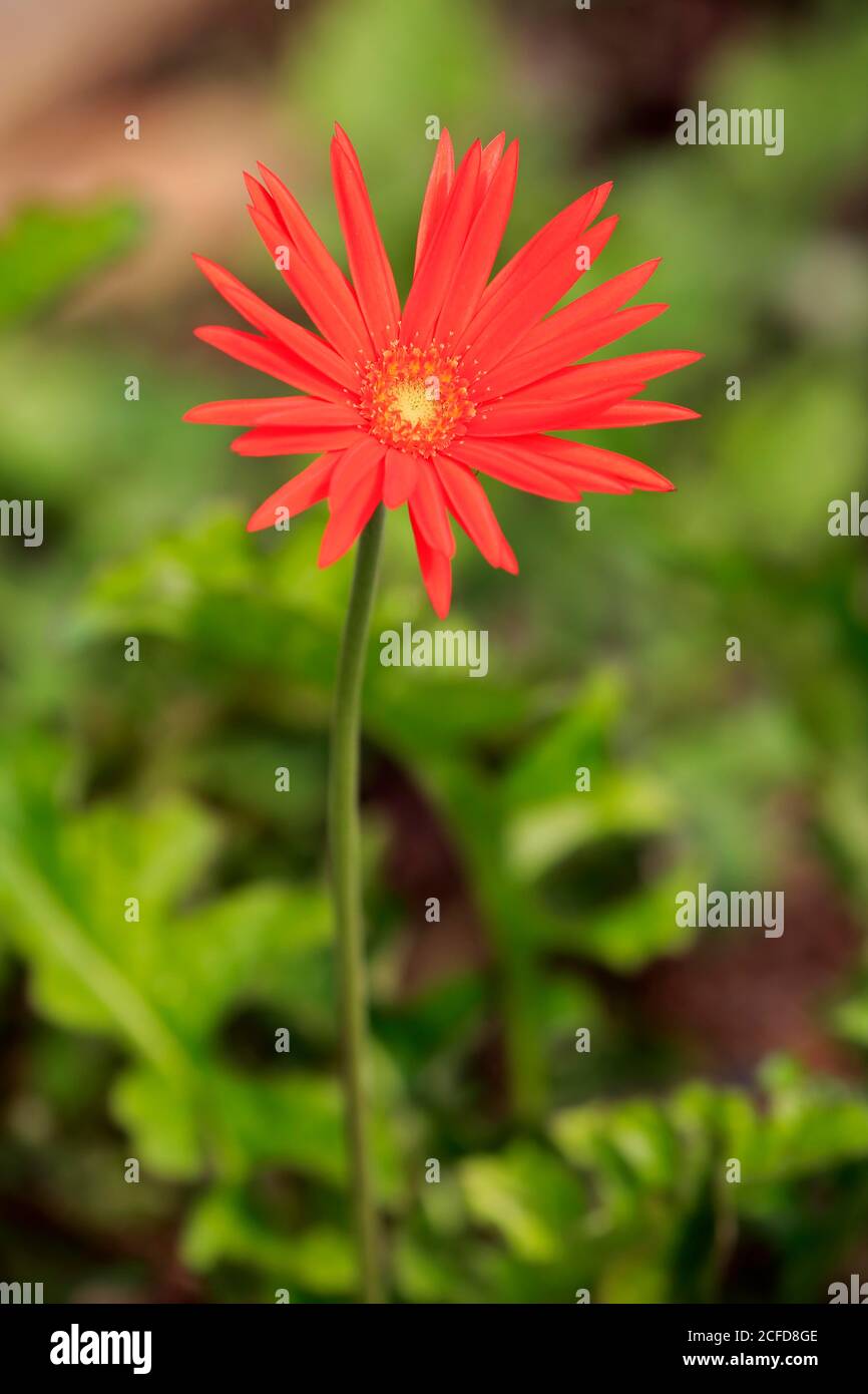 Barberton Daisy, (Gerbera jamesonii), flower, flowering, Kirstenbosch ...