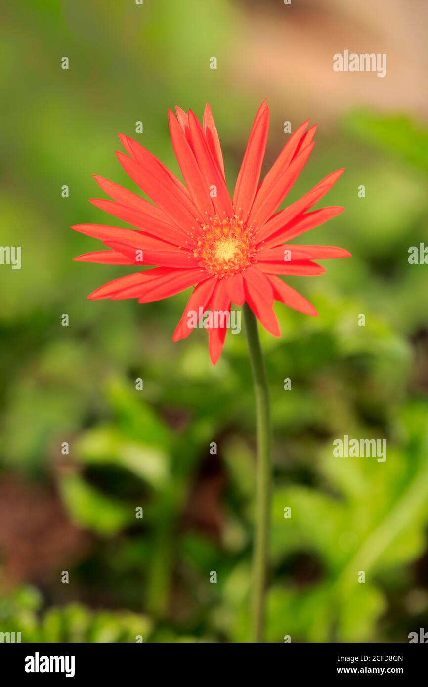 Barberton Daisy (Gerbera) (Gerber daisy jamesonii), flower, flowering ...