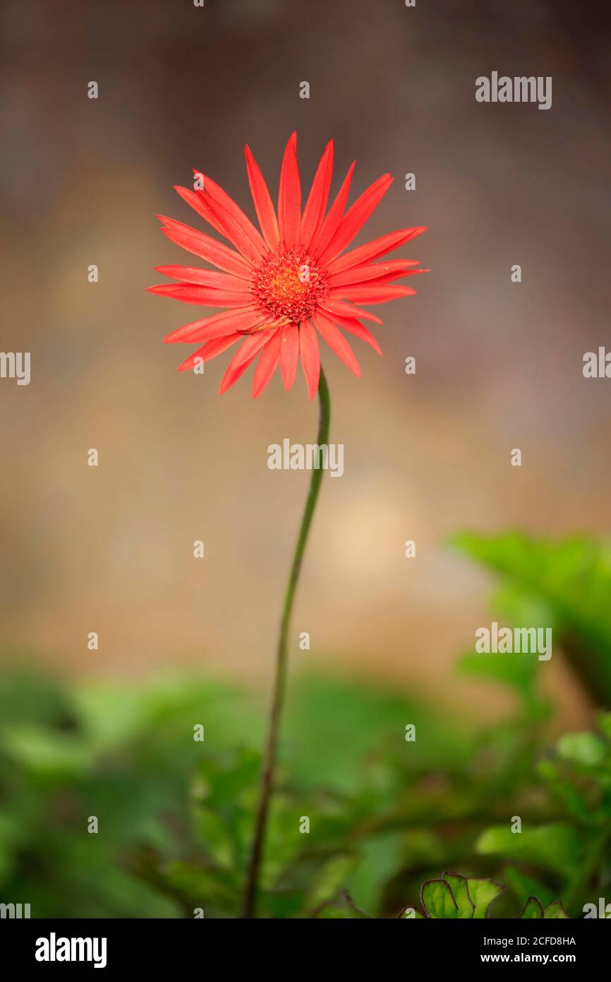 Barberton Daisy (Gerbera) (Gerber daisy jamesonii), flower, flowering ...