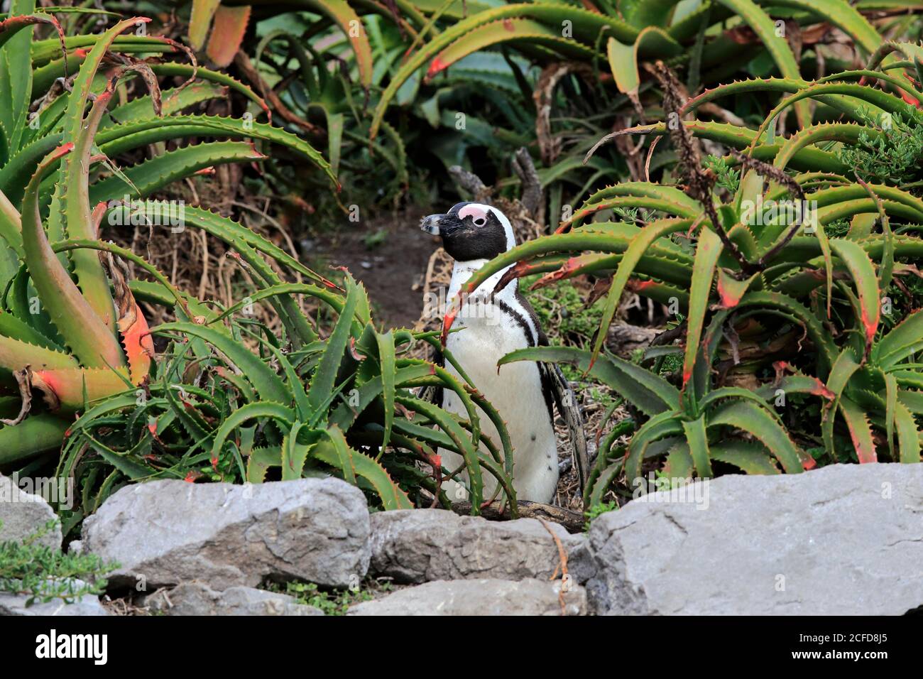 Penguin onshore hi-res stock photography and images - Alamy