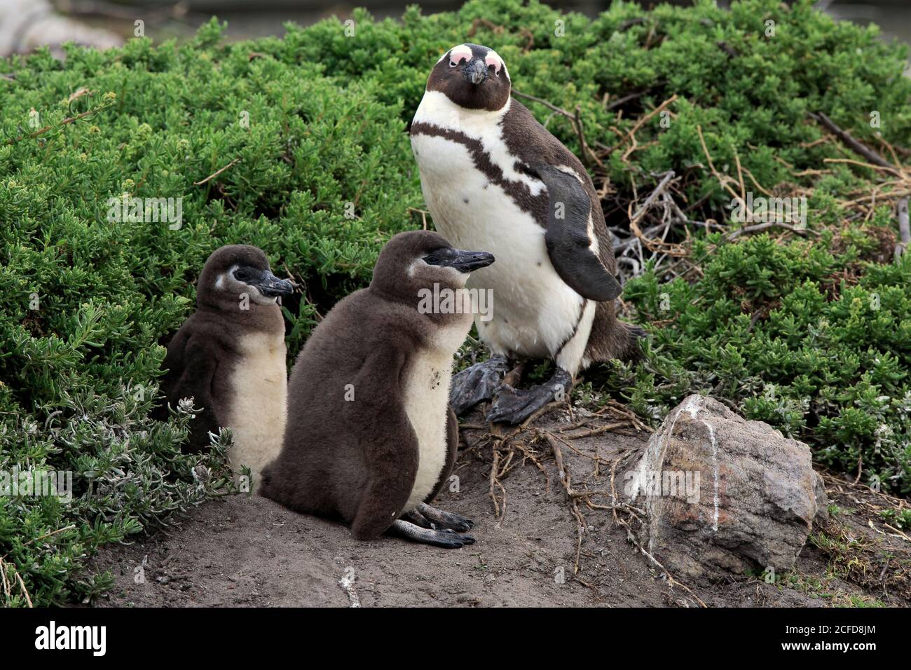 African penguin (Spheniscus demersus), adult, two kittens, siblings, on ...