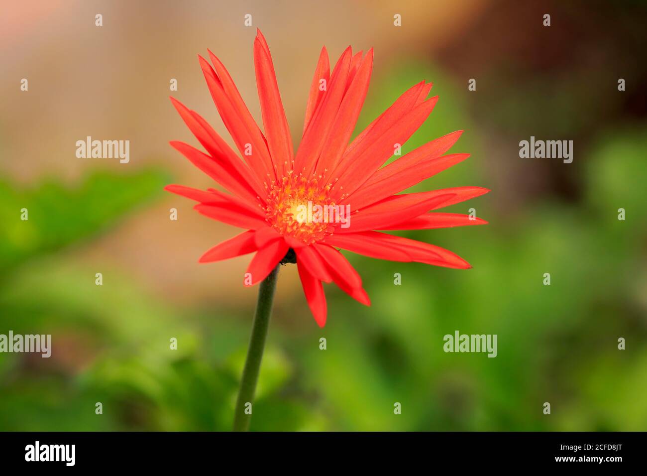 Barberton Daisy (Gerbera) (Gerber daisy jamesonii), flower, flowering ...