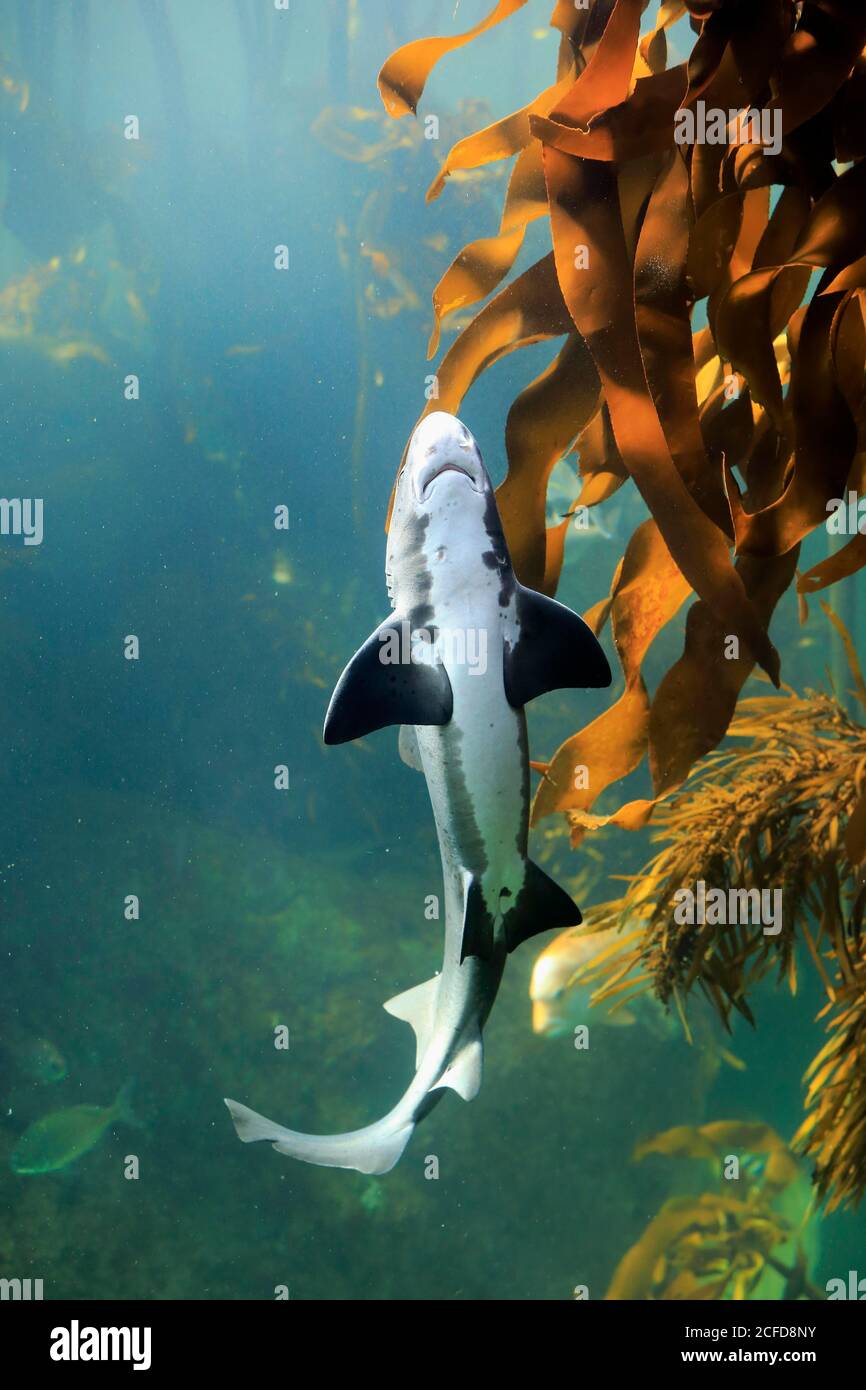 Sharptooth houndshark hi-res stock photography and images - Alamy