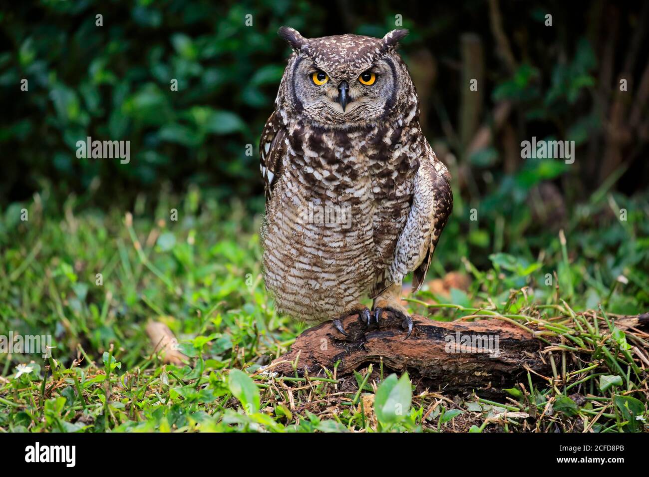 Spotted eagle owl hi-res stock photography and images - Alamy