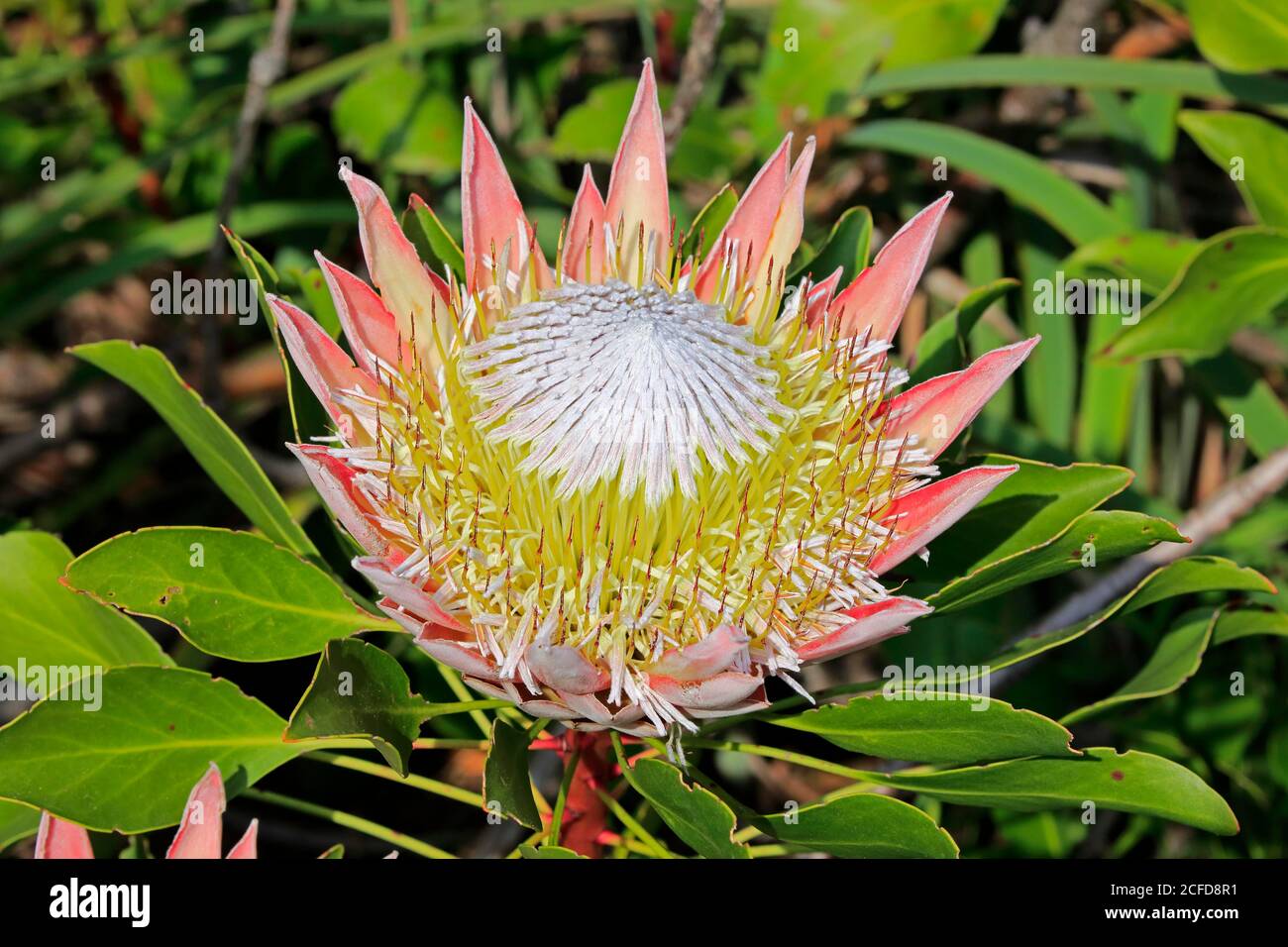 King Protea (Protea cynaroides), flower, flowering, bloom, Harold ...