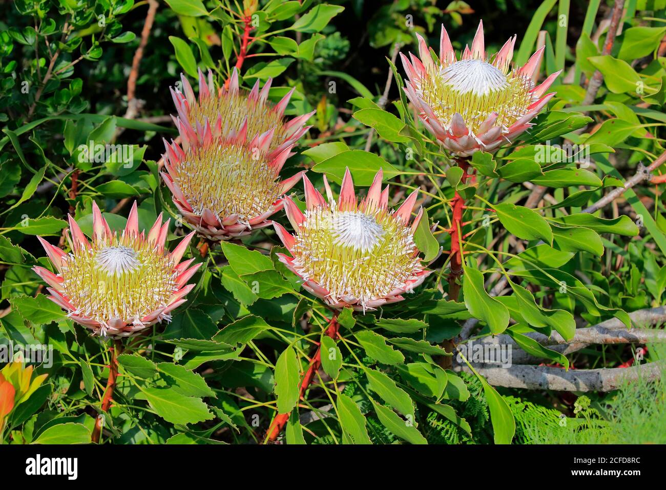 King Protea (Protea cynaroides), flower, flowering, bloom, Harold ...