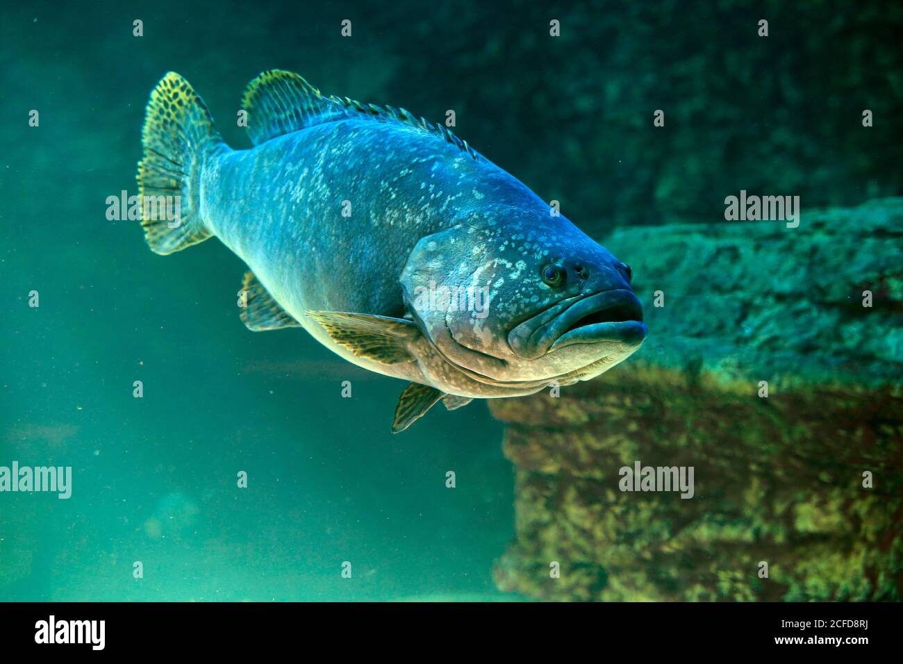 Dark grouper, (Epinephelus lanceolatus), adult, swimming, in water ...