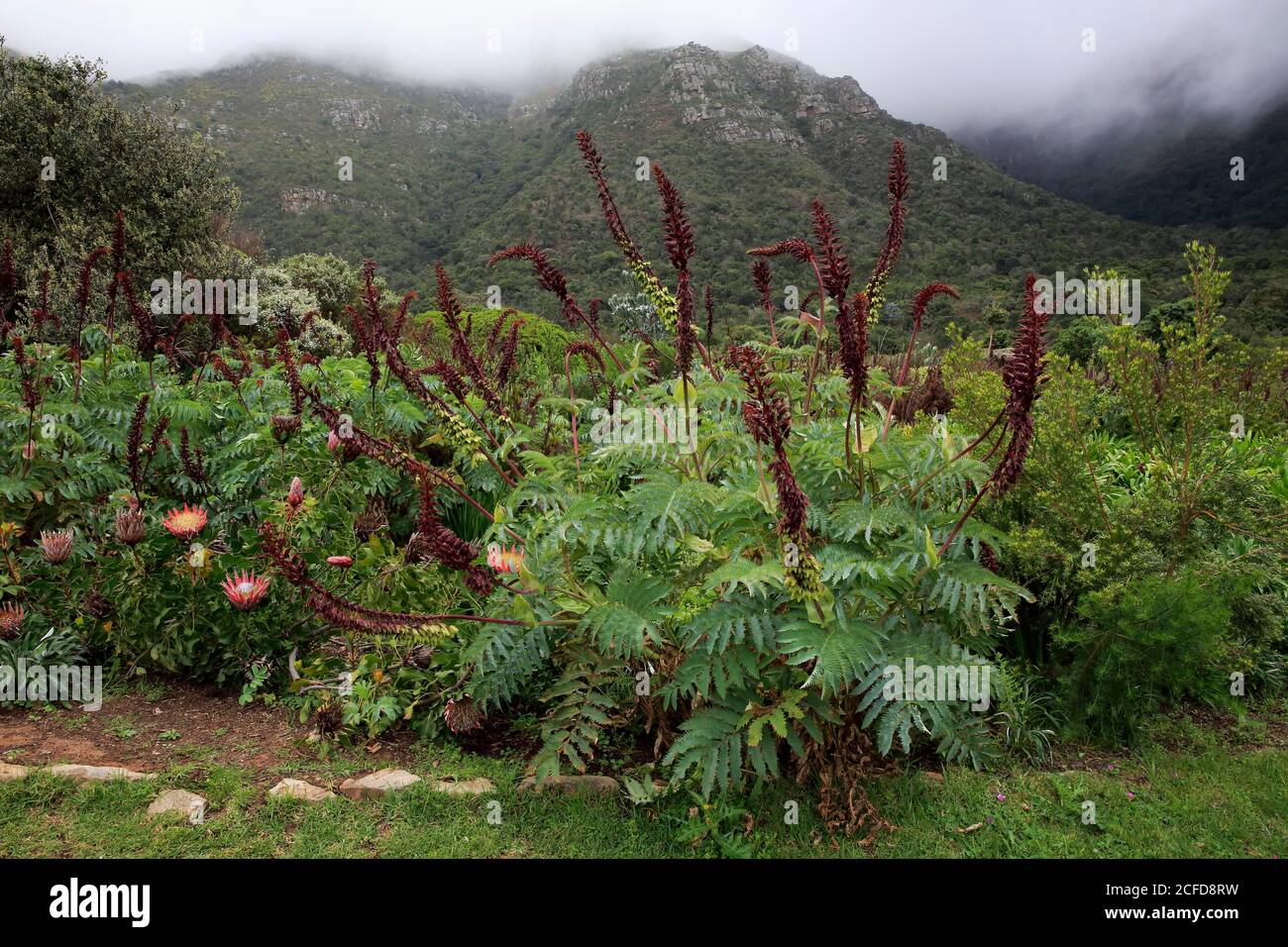 Giant honey flower (Melianthus major ), flower, flowering, shrub ...