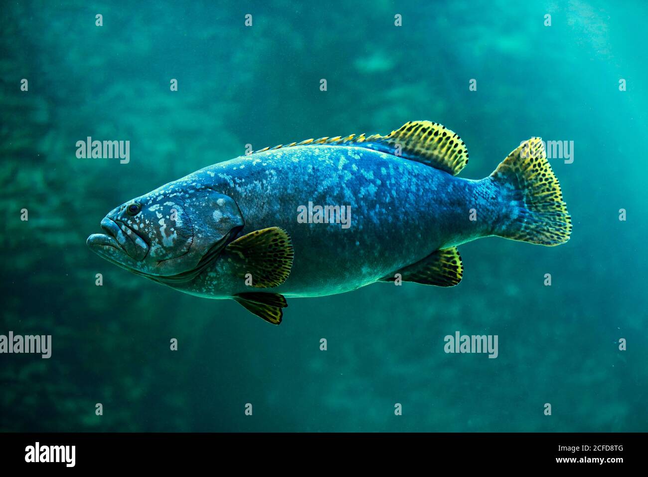 Epinephelus lanceolatus hi-res stock photography and images - Alamy