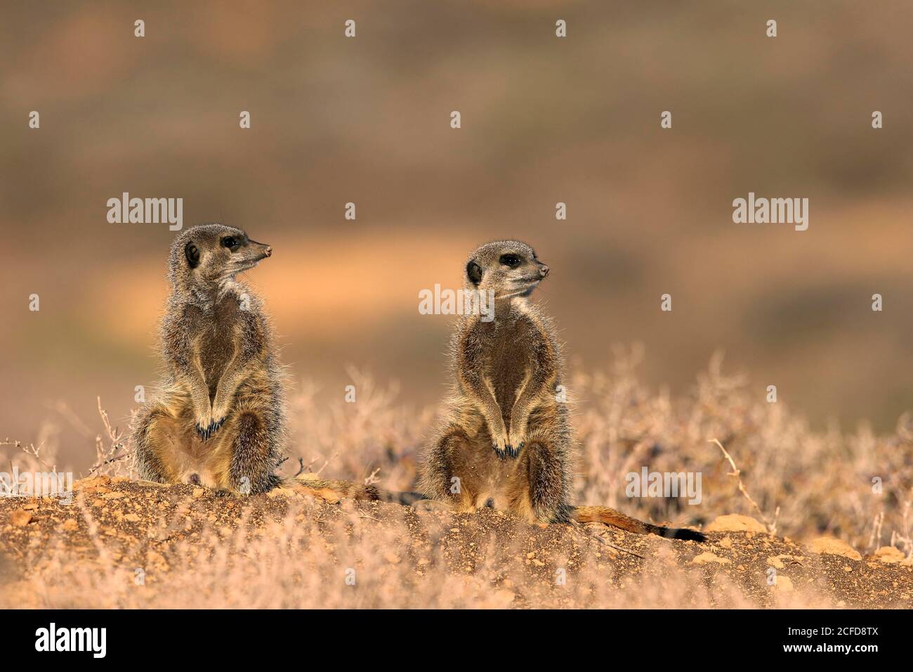 Construction animals hi-res stock photography and images - Alamy