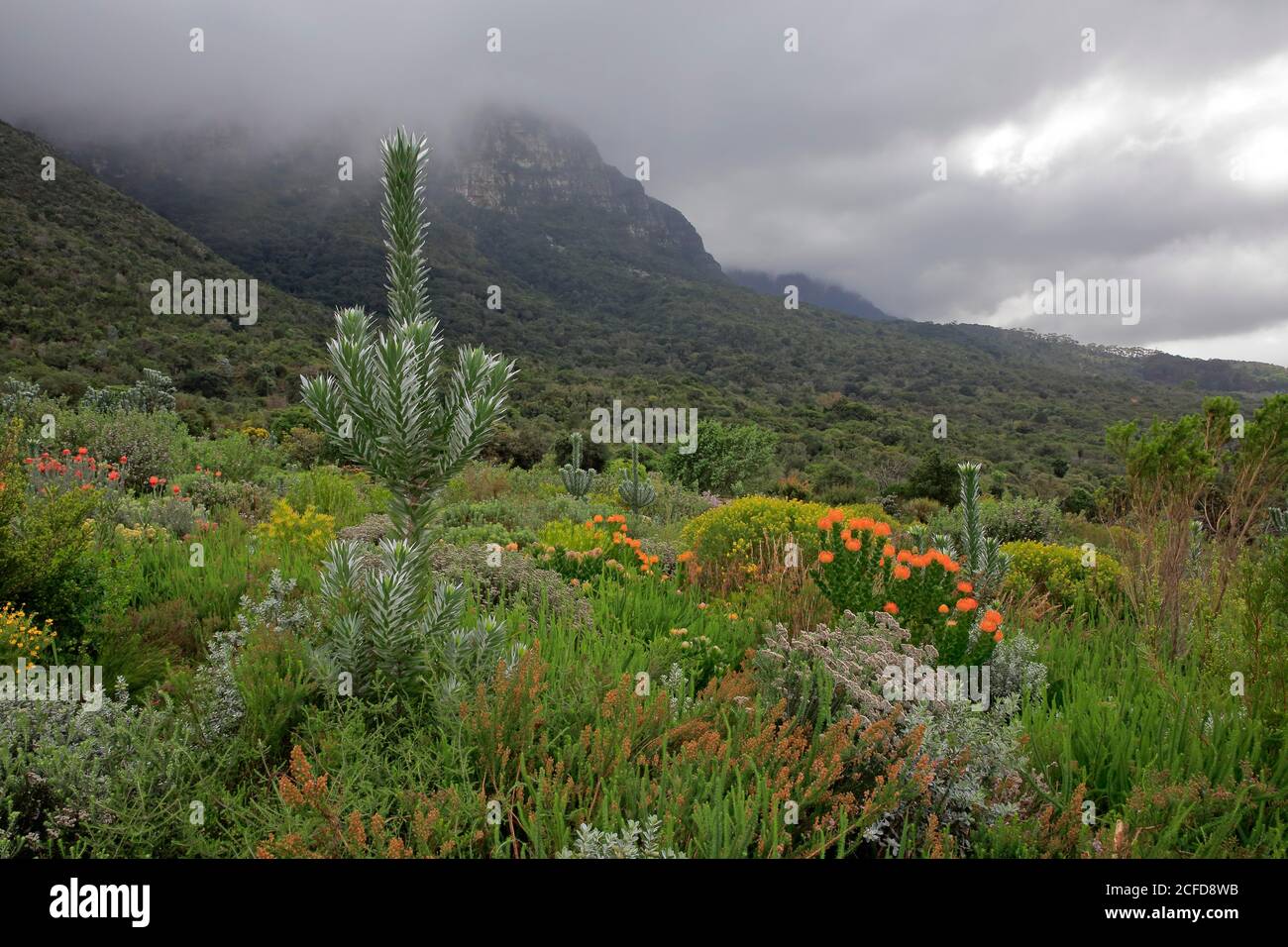 Genuine Silver tree (Leucadendron argenteum), flower, flowering ...