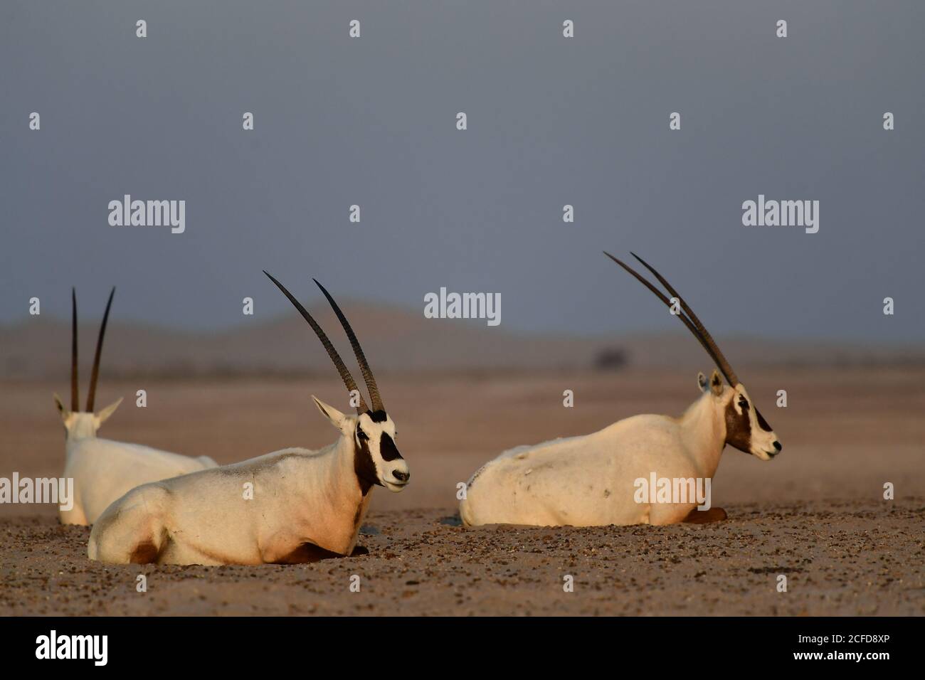 Arabian Oryx (Oryx leucoryx) in the Al Marmoom Desert Conservation ...