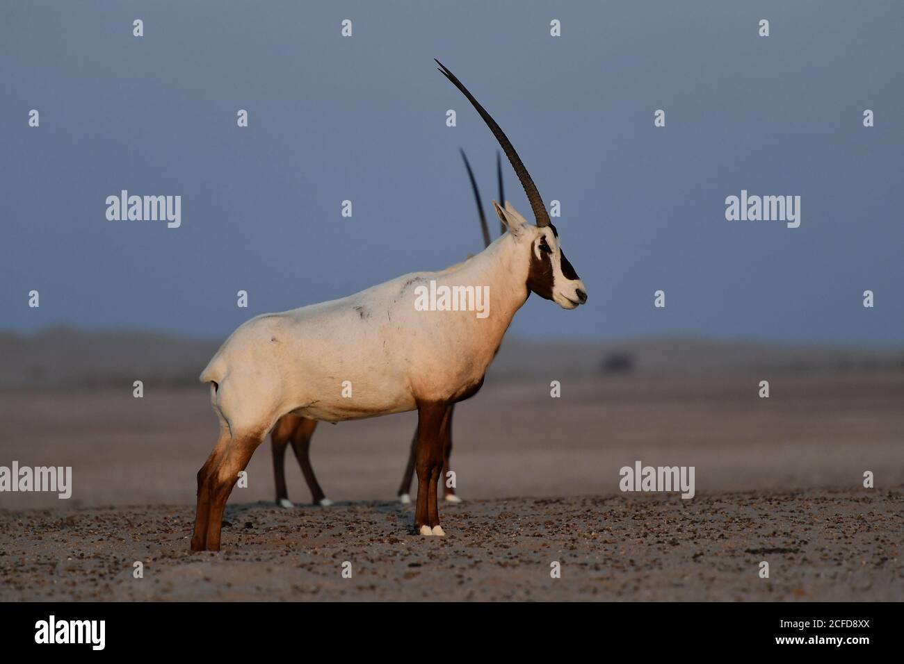 Arabian Oryx (Oryx leucoryx) in the Al Marmoom Desert Conservation ...