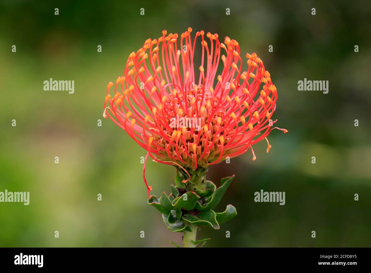Pincuspid Protea, (Protea Leucospermum cordifolium), flower, flowering ...