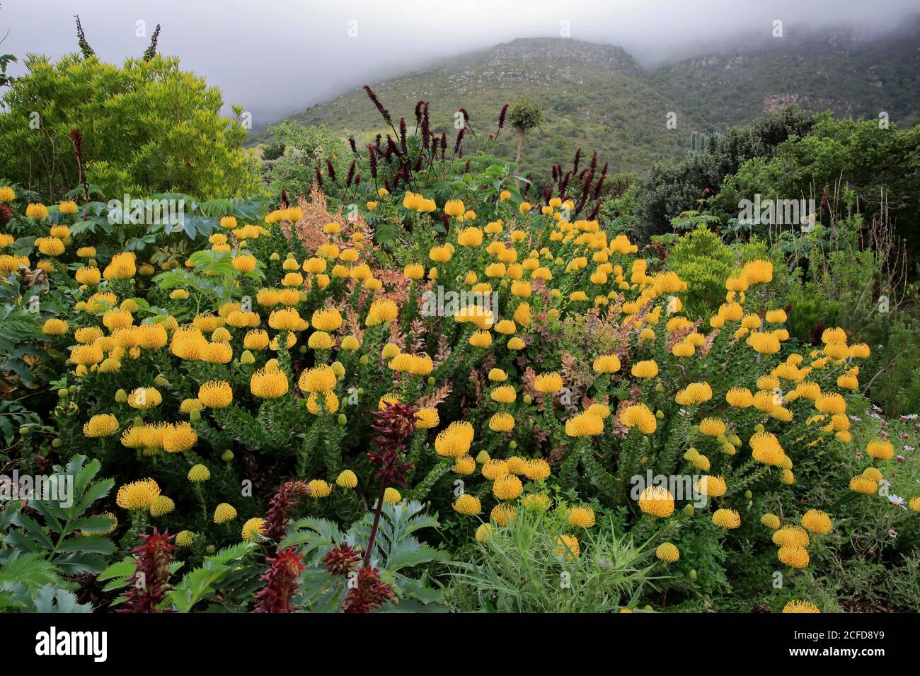 Pincushion protea, (Protea Leucospermum cordifolium), flower, flowering ...
