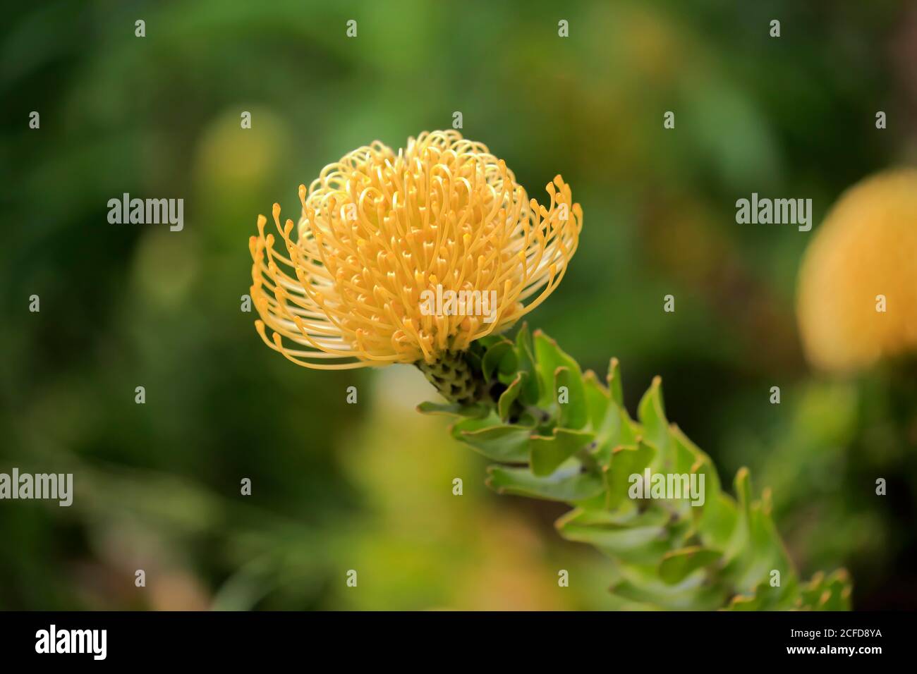 Pincushion protea, (Protea Leucospermum cordifolium), flower, flowering ...