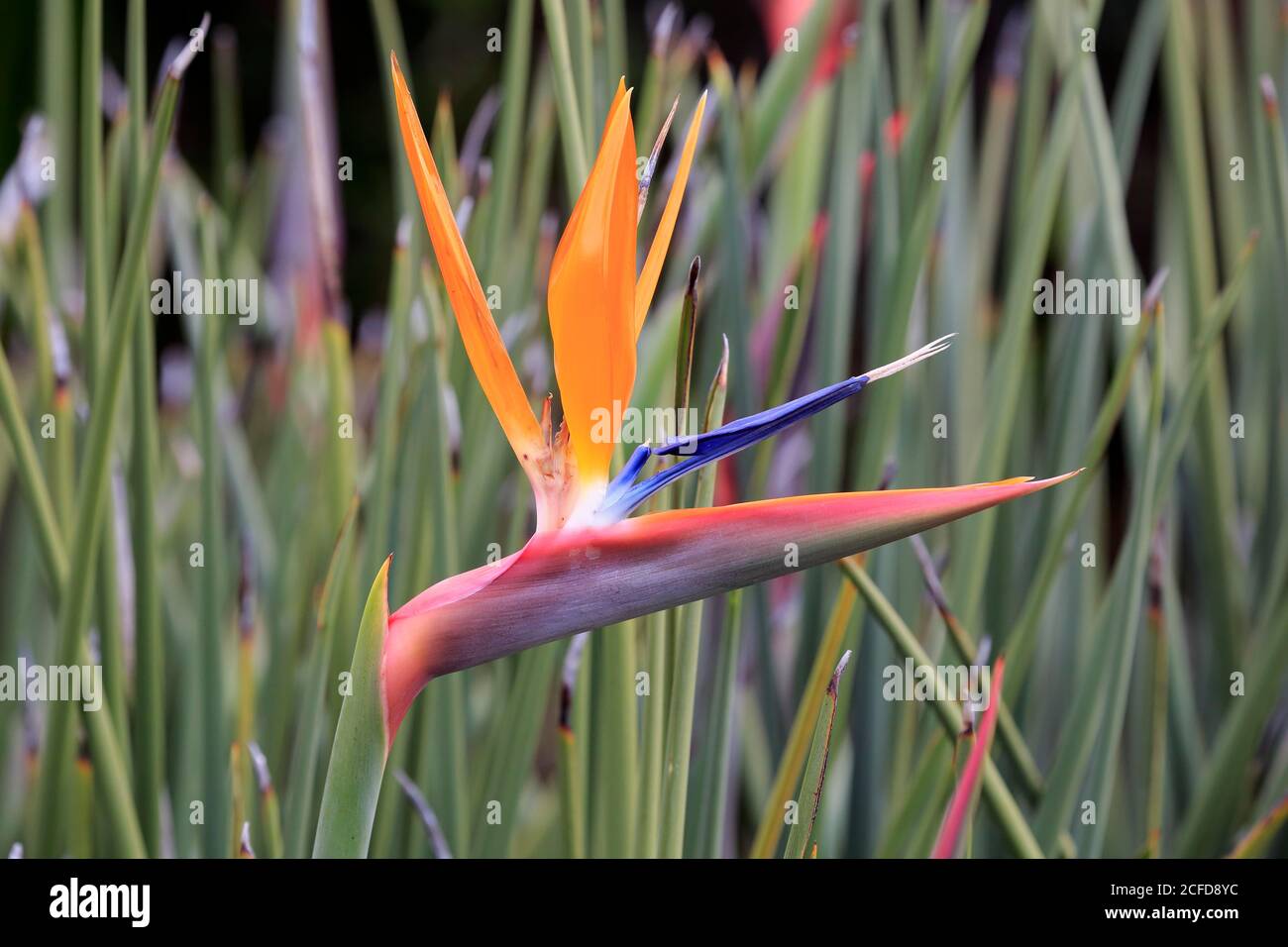 Strelitzia (Strelitzia reginae), flower, flowering, Kirstenbosch ...
