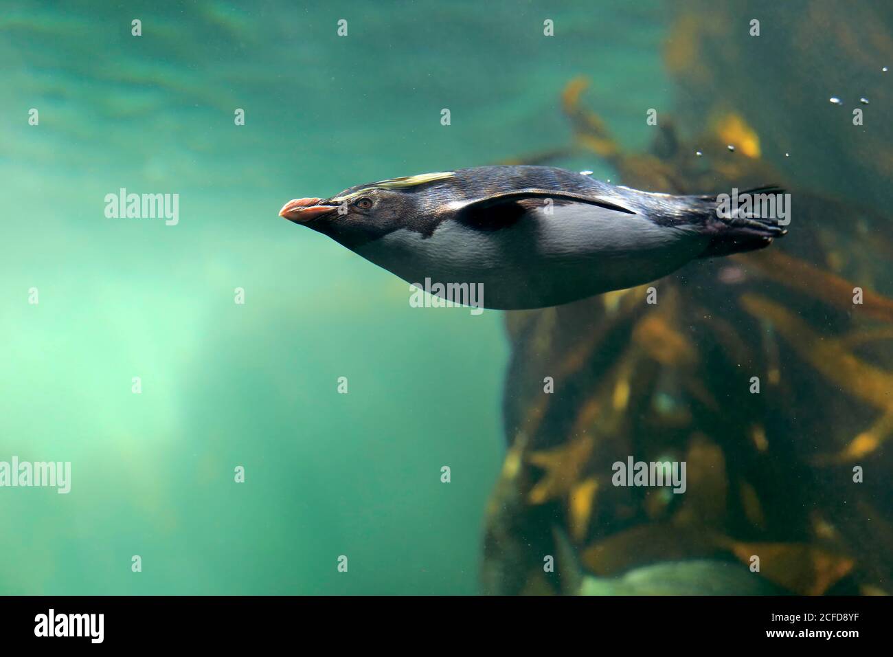 Northern Rockhopper Penguin (Eudyptes chrysocome), adult, swimming, in ...