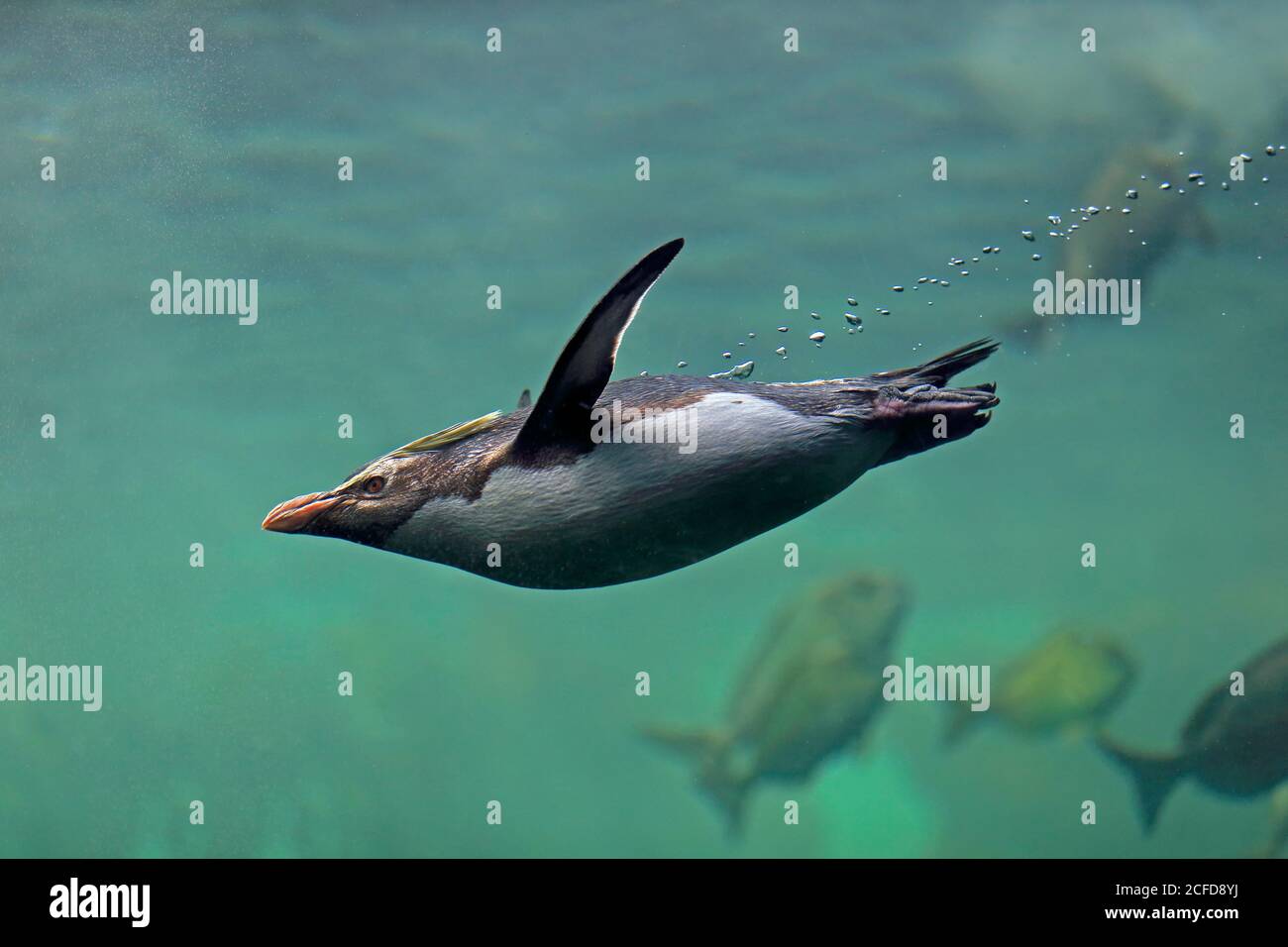 Northern rockhopper penguin hi-res stock photography and images - Alamy